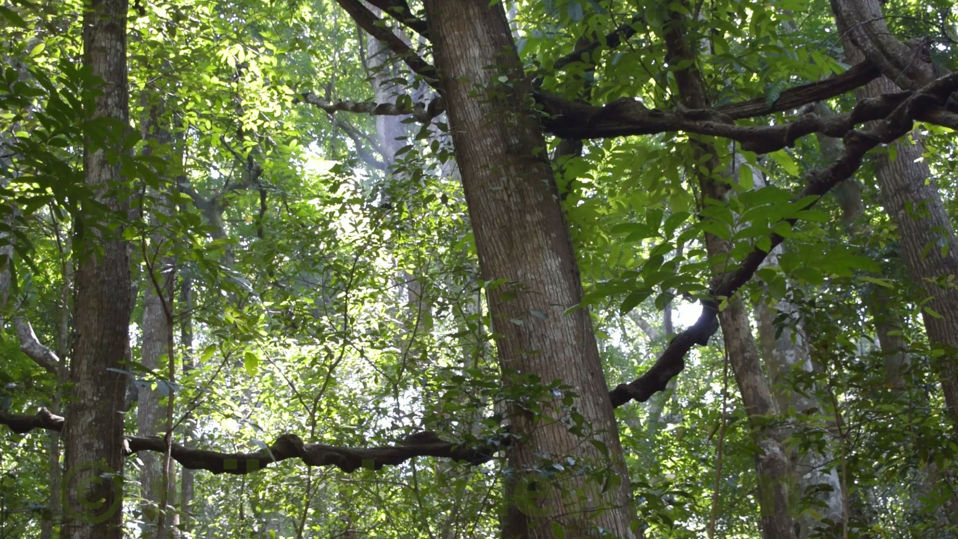 Udawatta Kele Sanctuary and Forest Reserve, Kandy